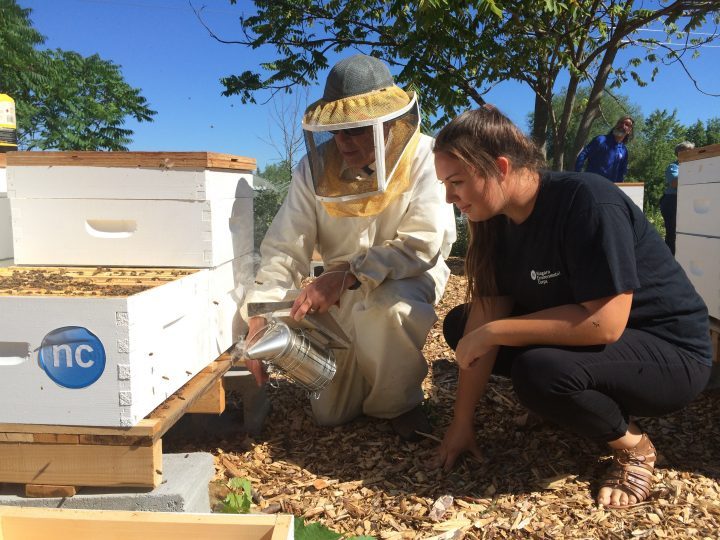 NC’s new Commercial Beekeeping program driven by growing demand for ...